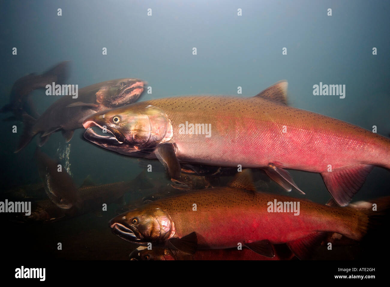 Coho or Silver Salmon Oncorhynchus kisutch Rogue River Oregon Stock ...