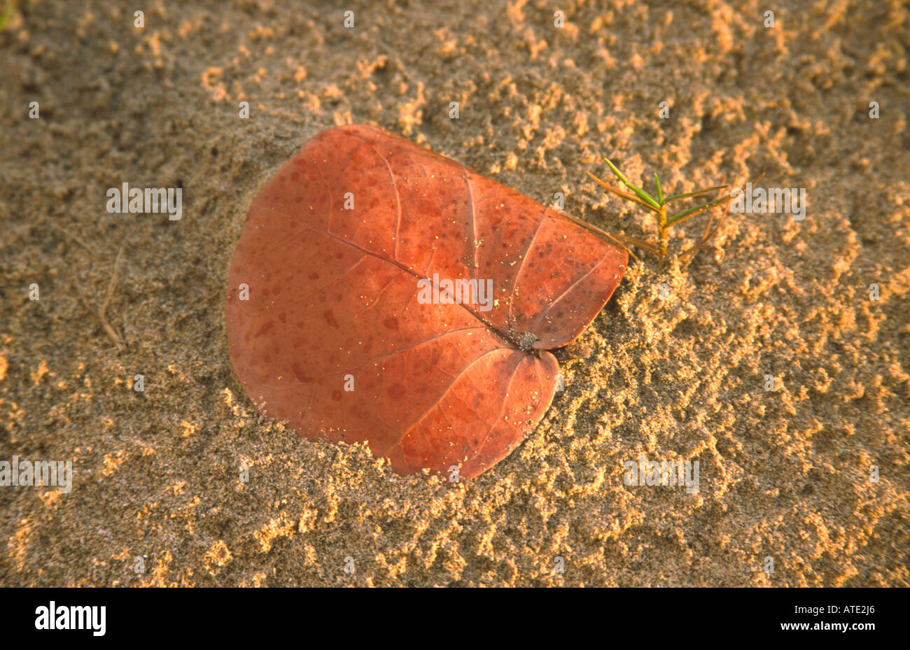 Single Leaf Lying on Sandy Beach Caribbean West Indies St Lucia Stock ...