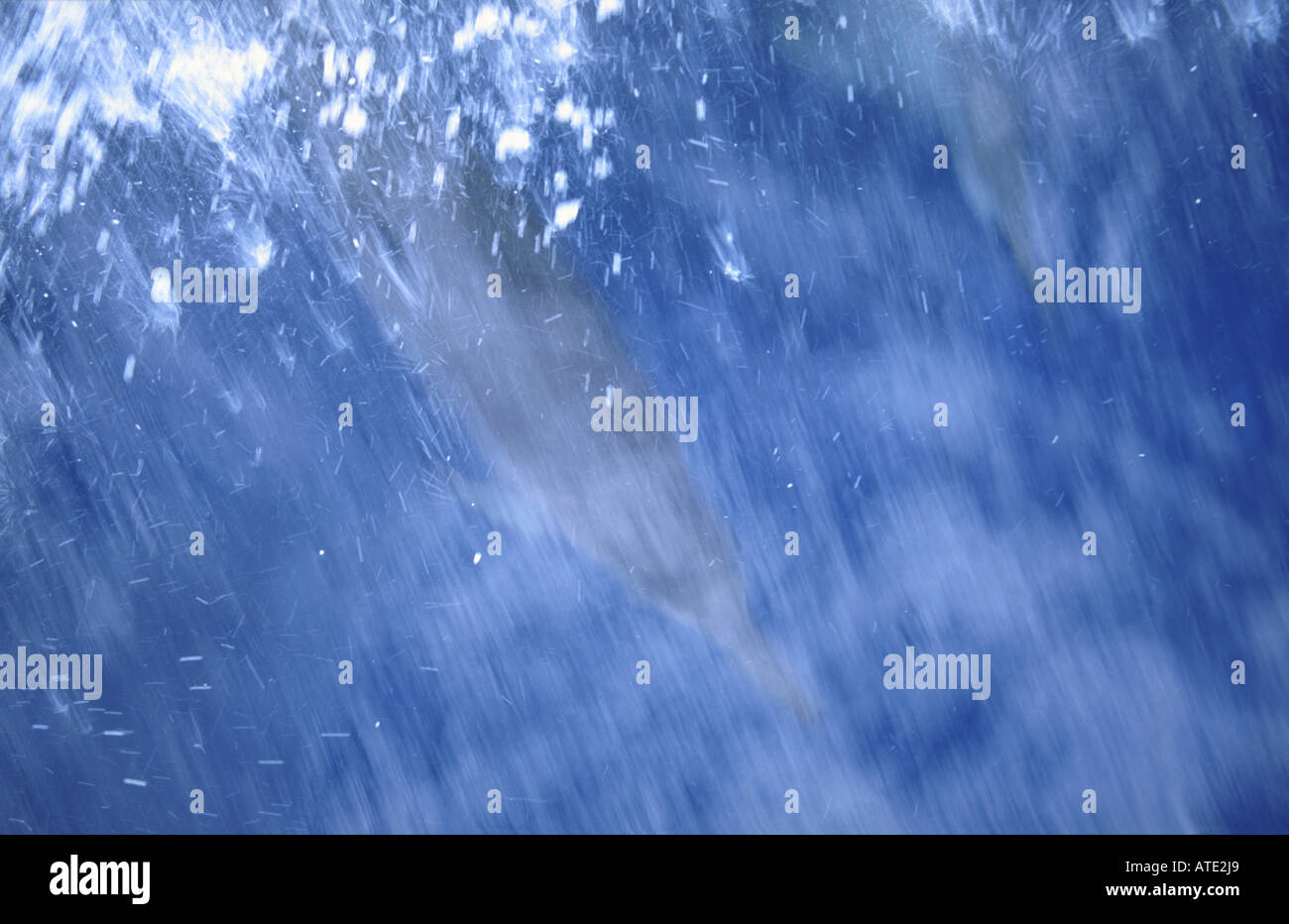 Spinner Dolphin Swimming in Bow Wave of Boat Caribbean West Indies St ...