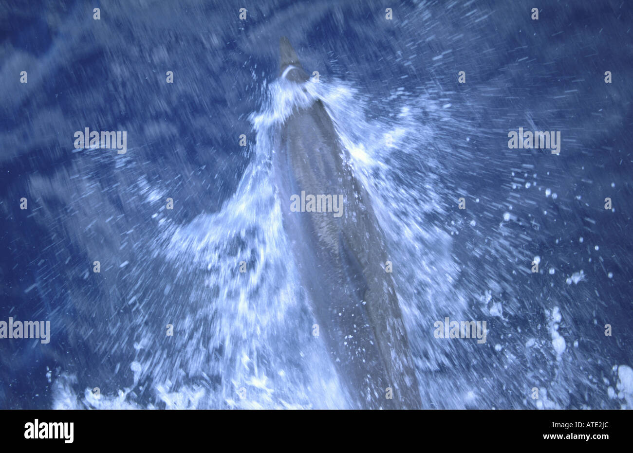Dolphin st lucia hi-res stock photography and images - Alamy