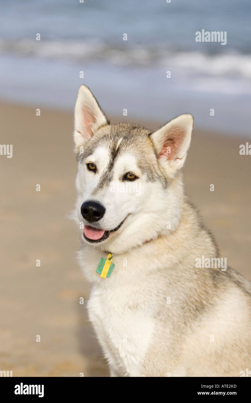 "Siberian Husky" Dog on Beach UK Norfolk Stock Photo - Alamy