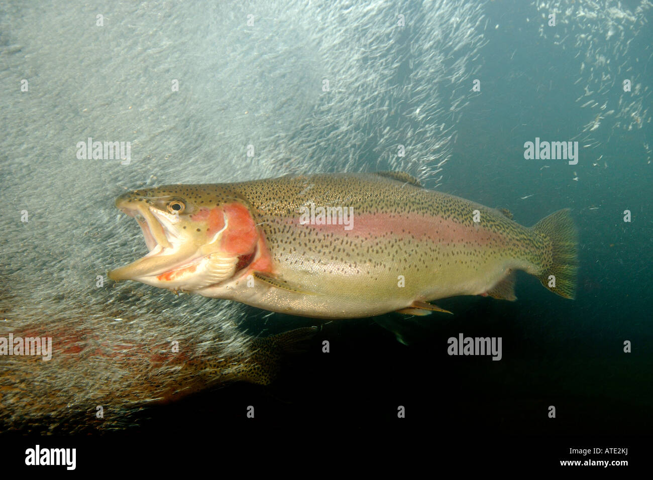 Rainbow Trout Oncorhynchus mykiss Rogue River Oregon Stock Photo - Alamy