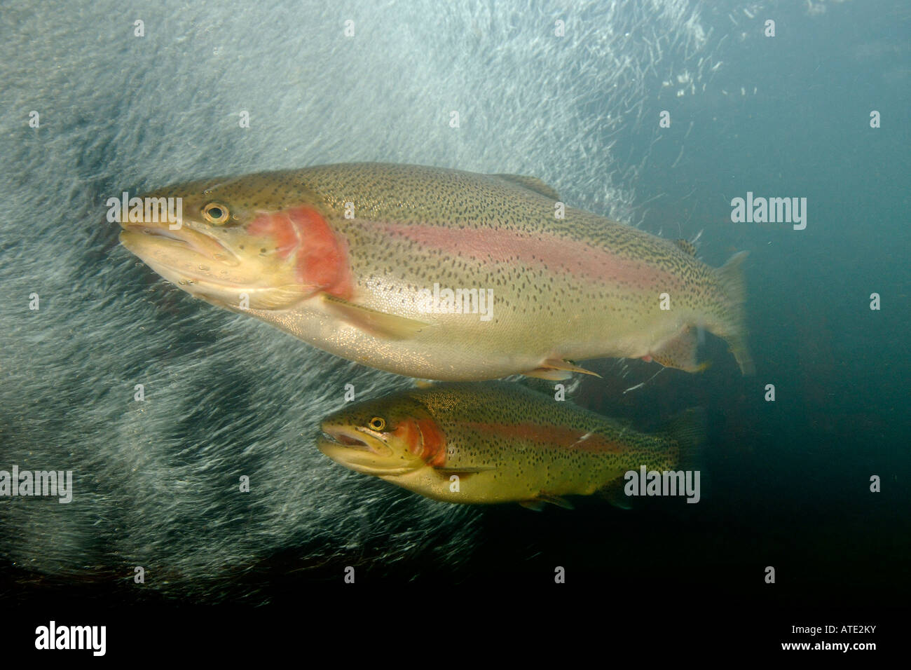 Rainbow Trout Oncorhynchus mykiss Rogue River Oregon Stock Photo - Alamy