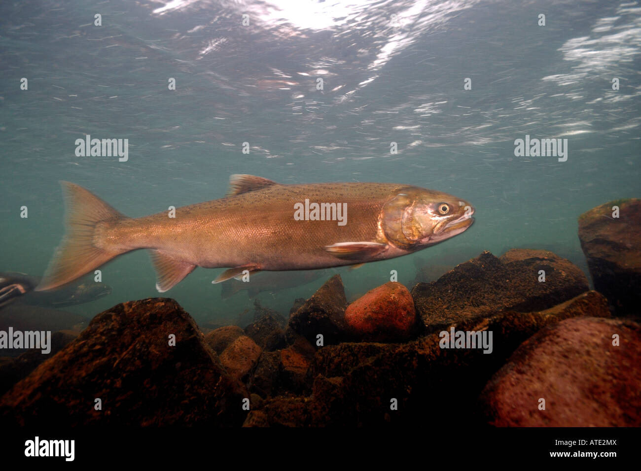 Coho or Silver Salmon Oncorhynchus kisutch Rogue River Oregon Stock ...