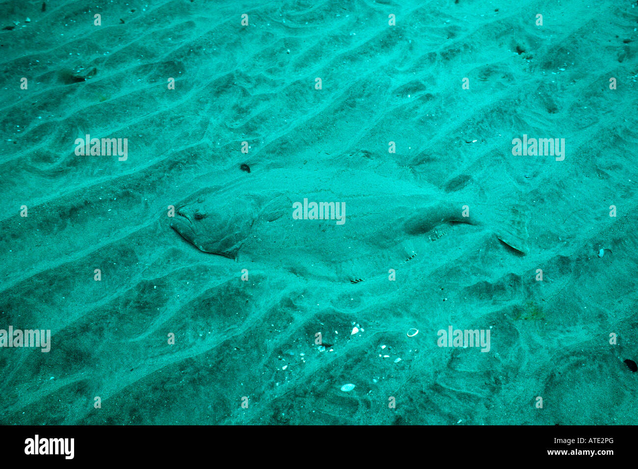 California halibut Paralichthys californicus Stock Photo - Alamy