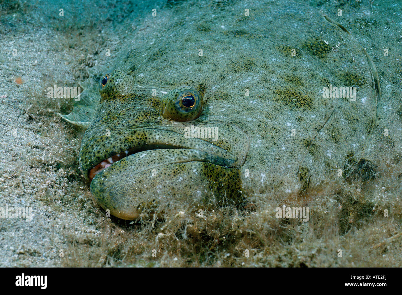 Paralichthys hi-res stock photography and images - Alamy