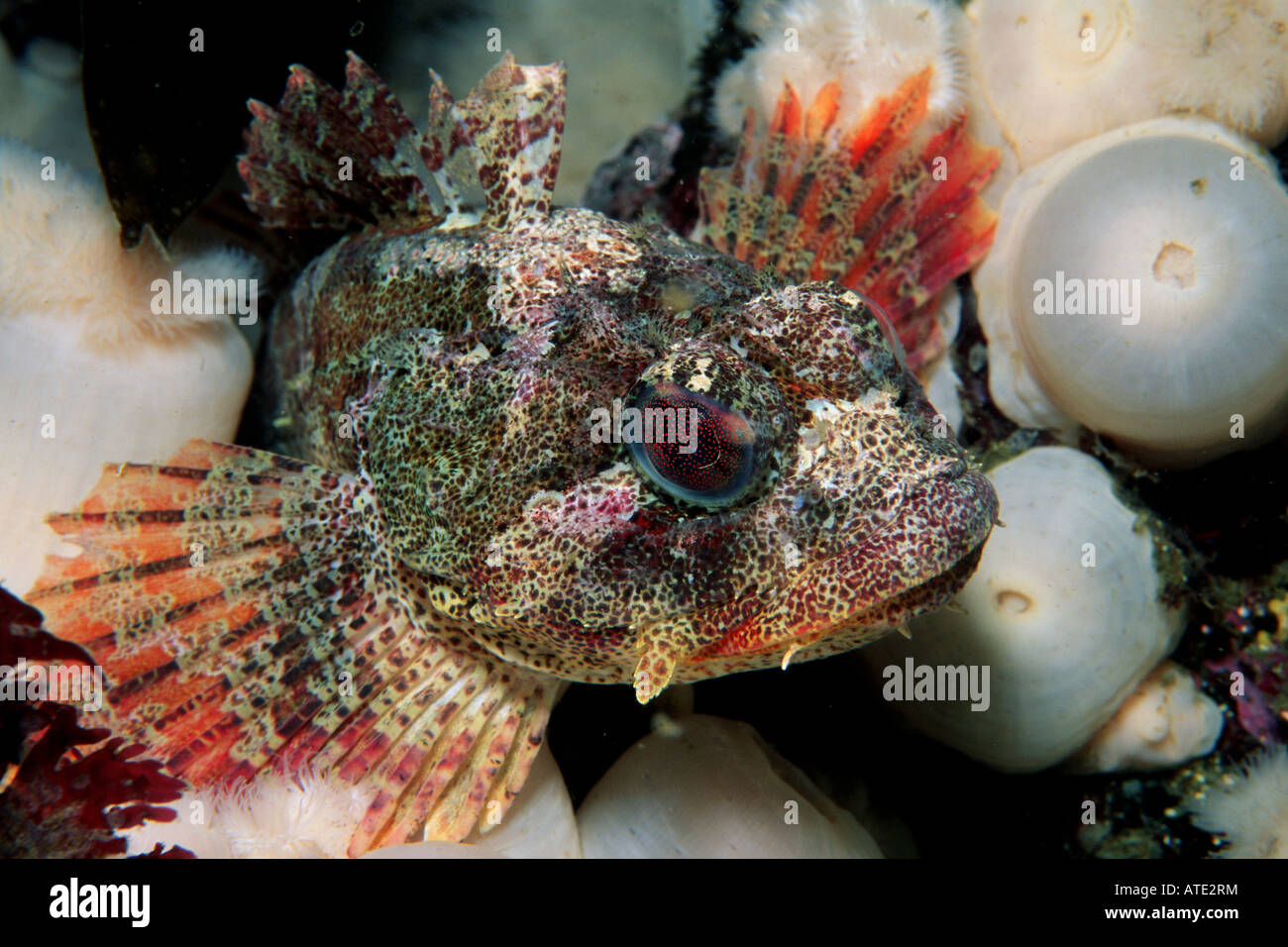 Red irish lord fish hi-res stock photography and images - Alamy