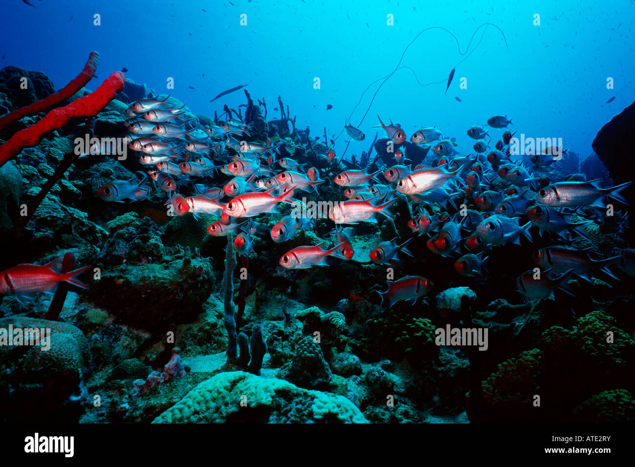 Blackbar soldierfish Myripristis jacobus often hover in groups above ...