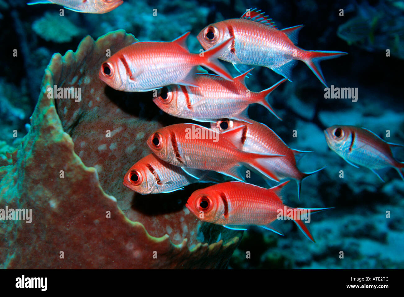 Blackbar soldierfish Myripristis jacobus Caribbean Atlantic Ocean Stock ...