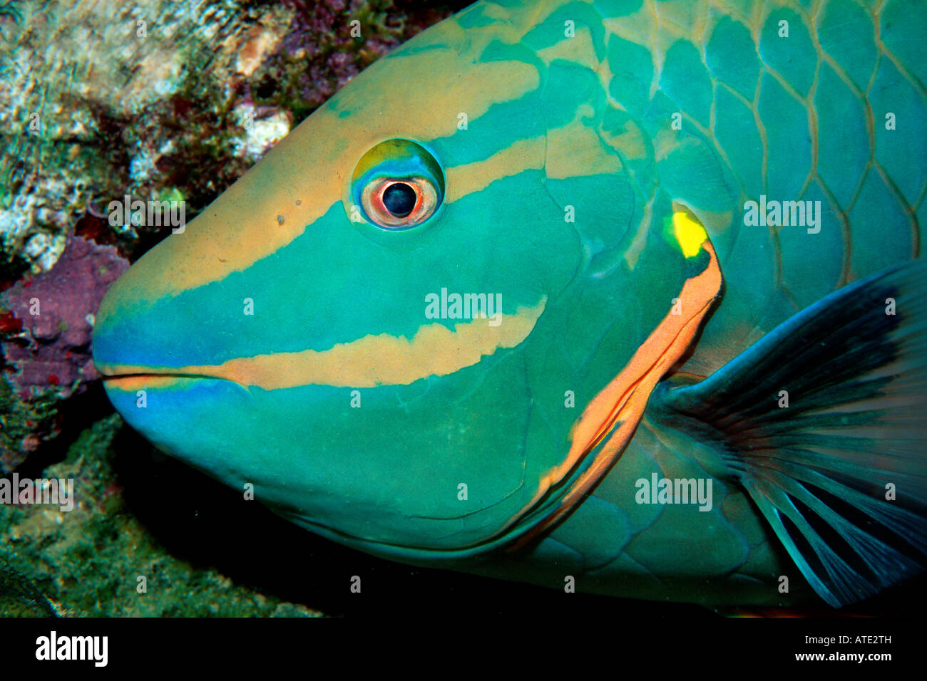 Stoplight parrotfish Sparisoma viride Caribbean Atlantic Ocean Stock ...