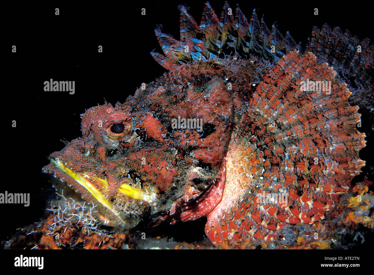 Spotted scorpionfish Scorpaena plumieri Gulf of Mexico Stock Photo - Alamy