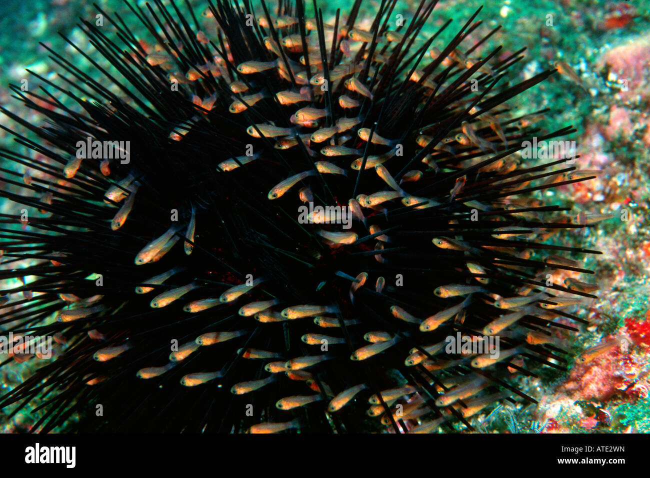 Juvenile cardinalfish Apogon sp Stock Photo - Alamy