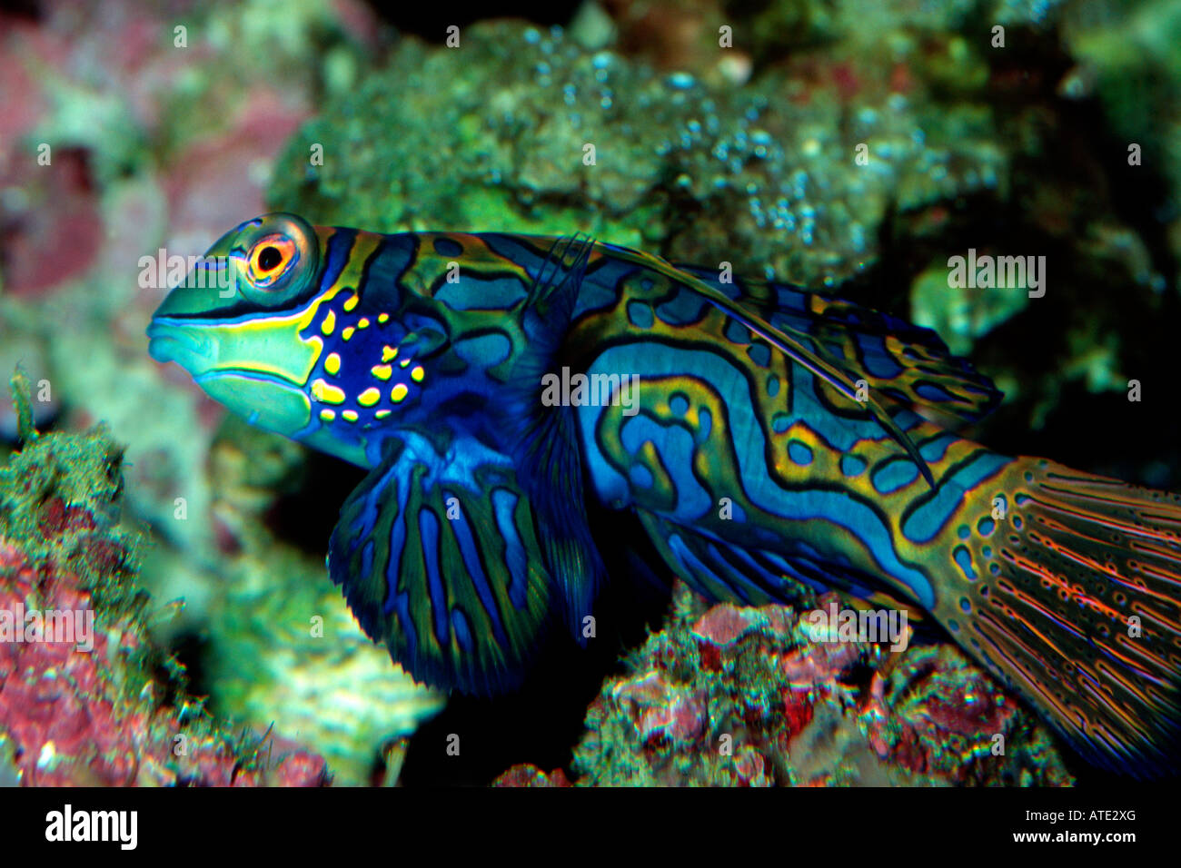 Mandarinfish Synchiropus splendidus Fiji Pacific Ocean Stock Photo - Alamy