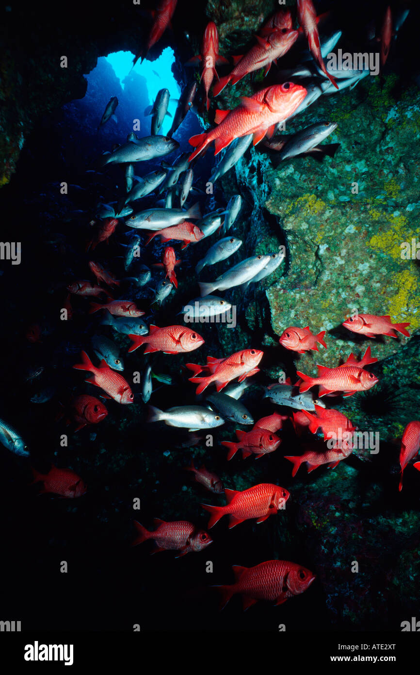 Bigscale soldierfish Myripristis berndti Stock Photo - Alamy