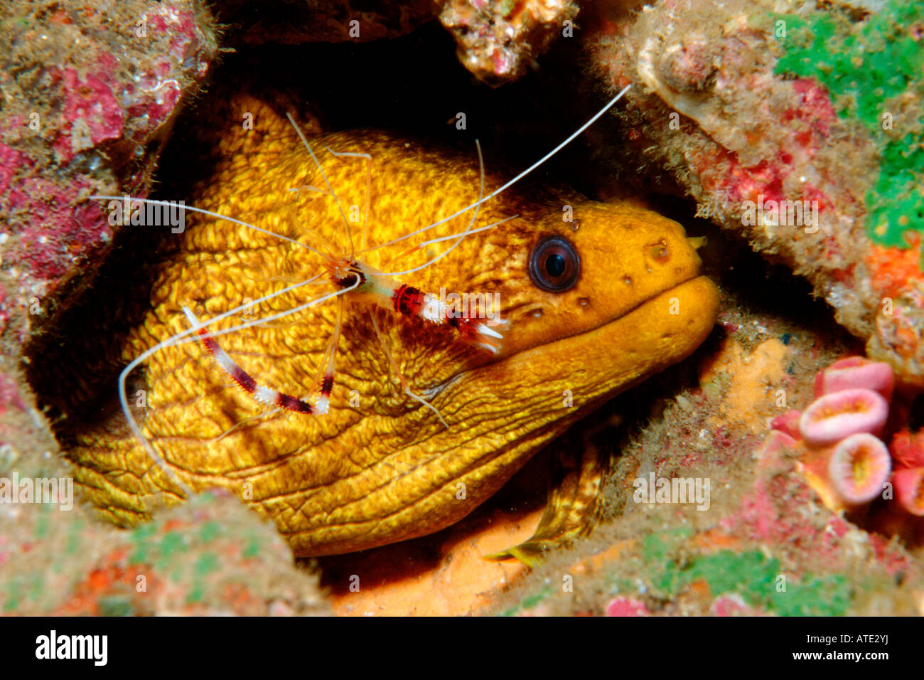 Golden moray Gymnothorax miliaris Stock Photo - Alamy