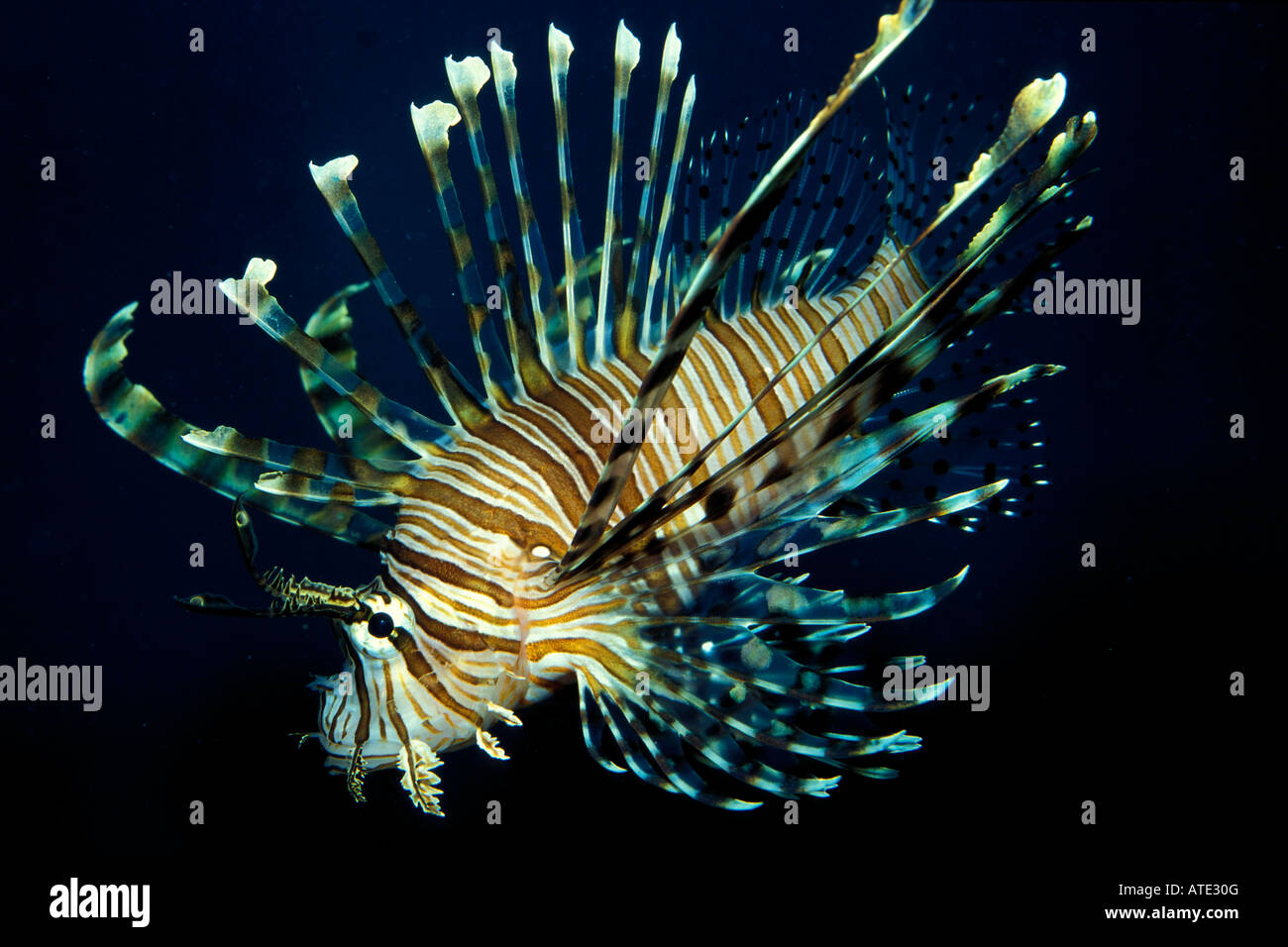 Common lionfish Pterois volitans Stock Photo - Alamy