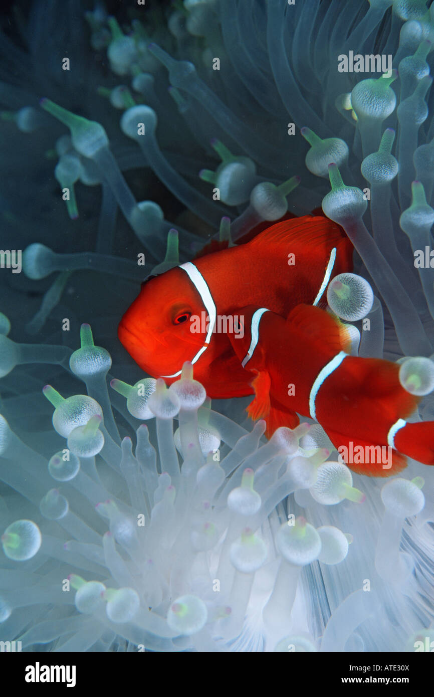 Marlin Eye High Resolution Stock Photography and Images - Alamy