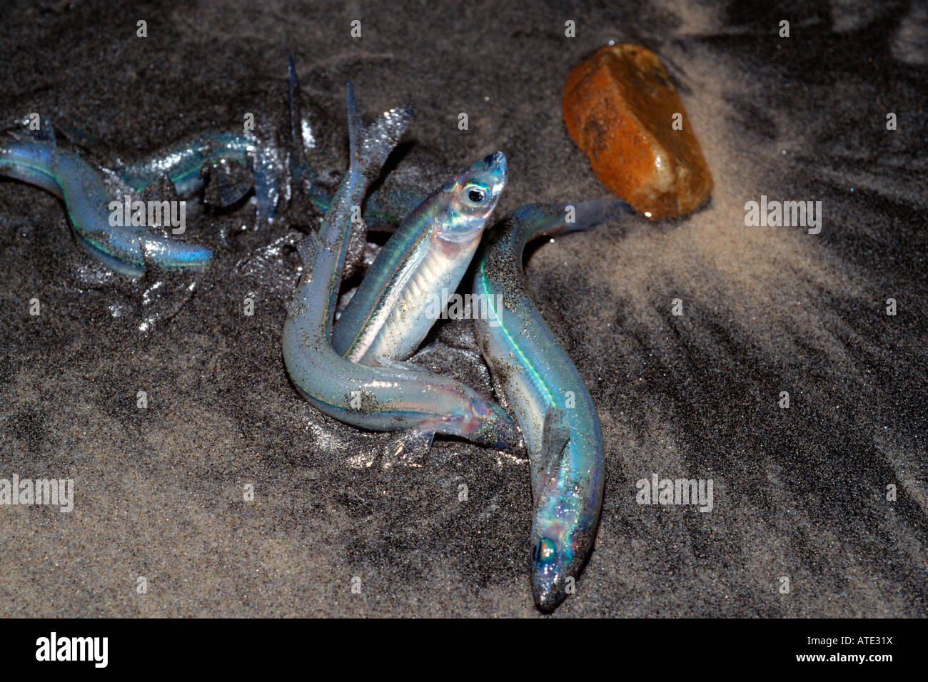 Grunion spawning hi-res stock photography and images - Alamy