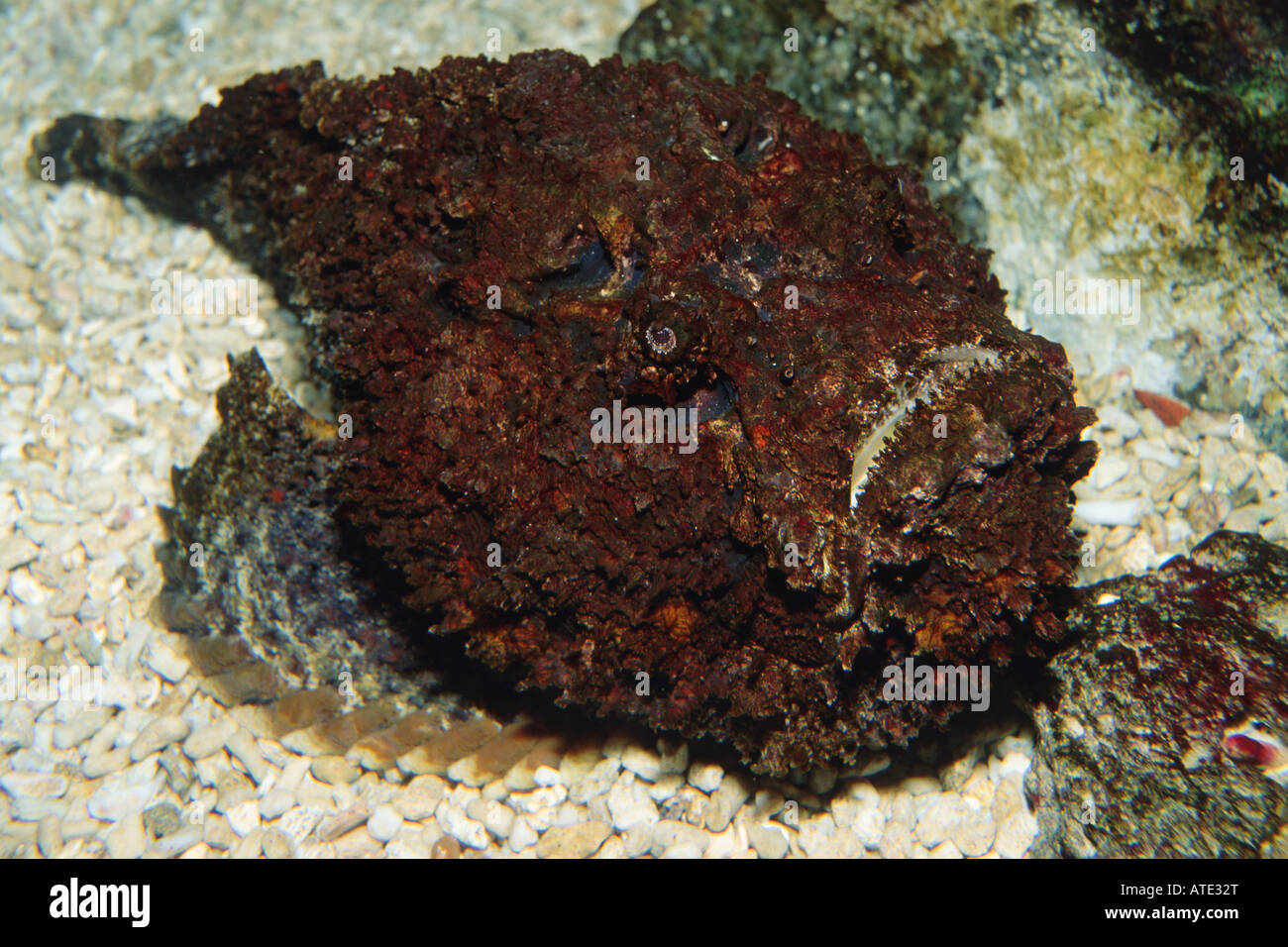 Stonefish sting hi-res stock photography and images - Alamy