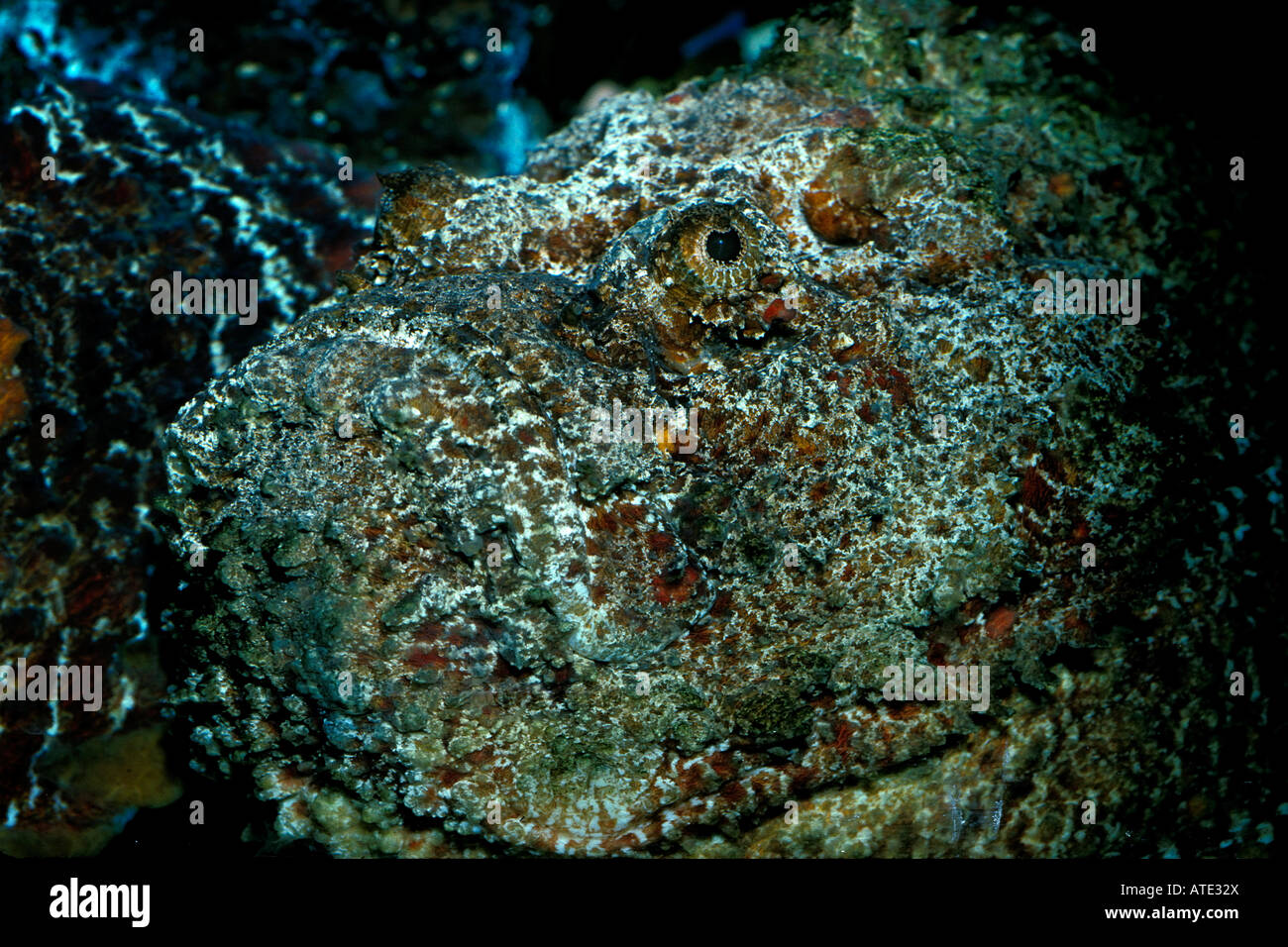 Stonefish sting hi-res stock photography and images - Alamy