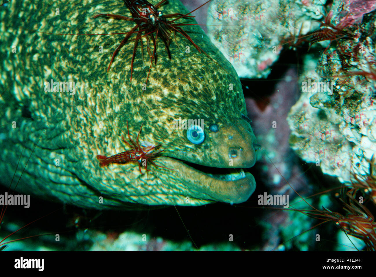 Parasites fish hi-res stock photography and images - Alamy