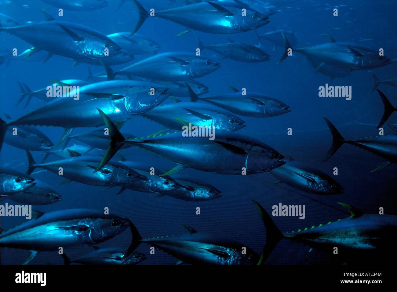Bluefin Tuna School