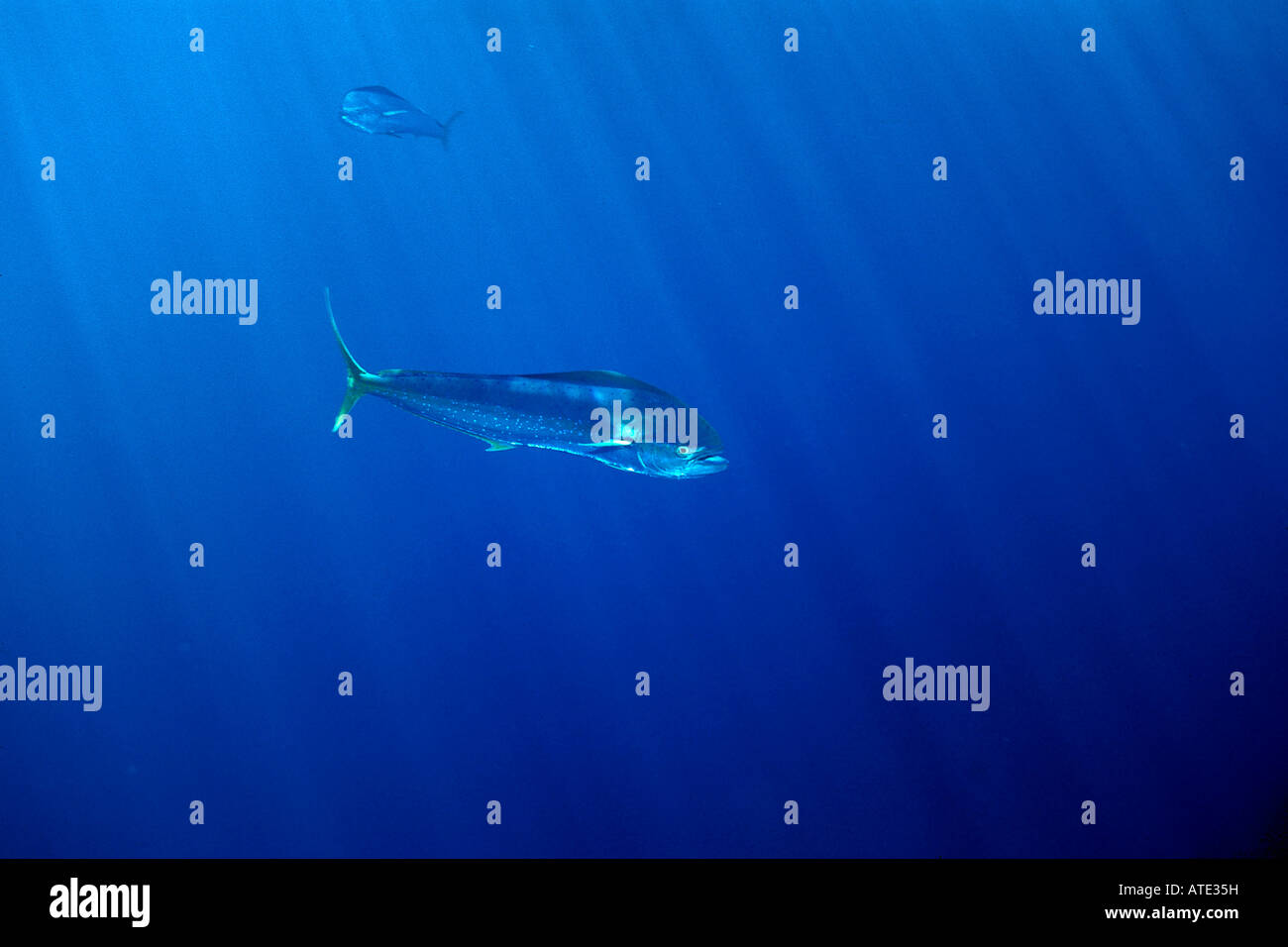 Common dolphinfish Coryphaena hippurus Mexico Pacific Ocean Stock Photo ...