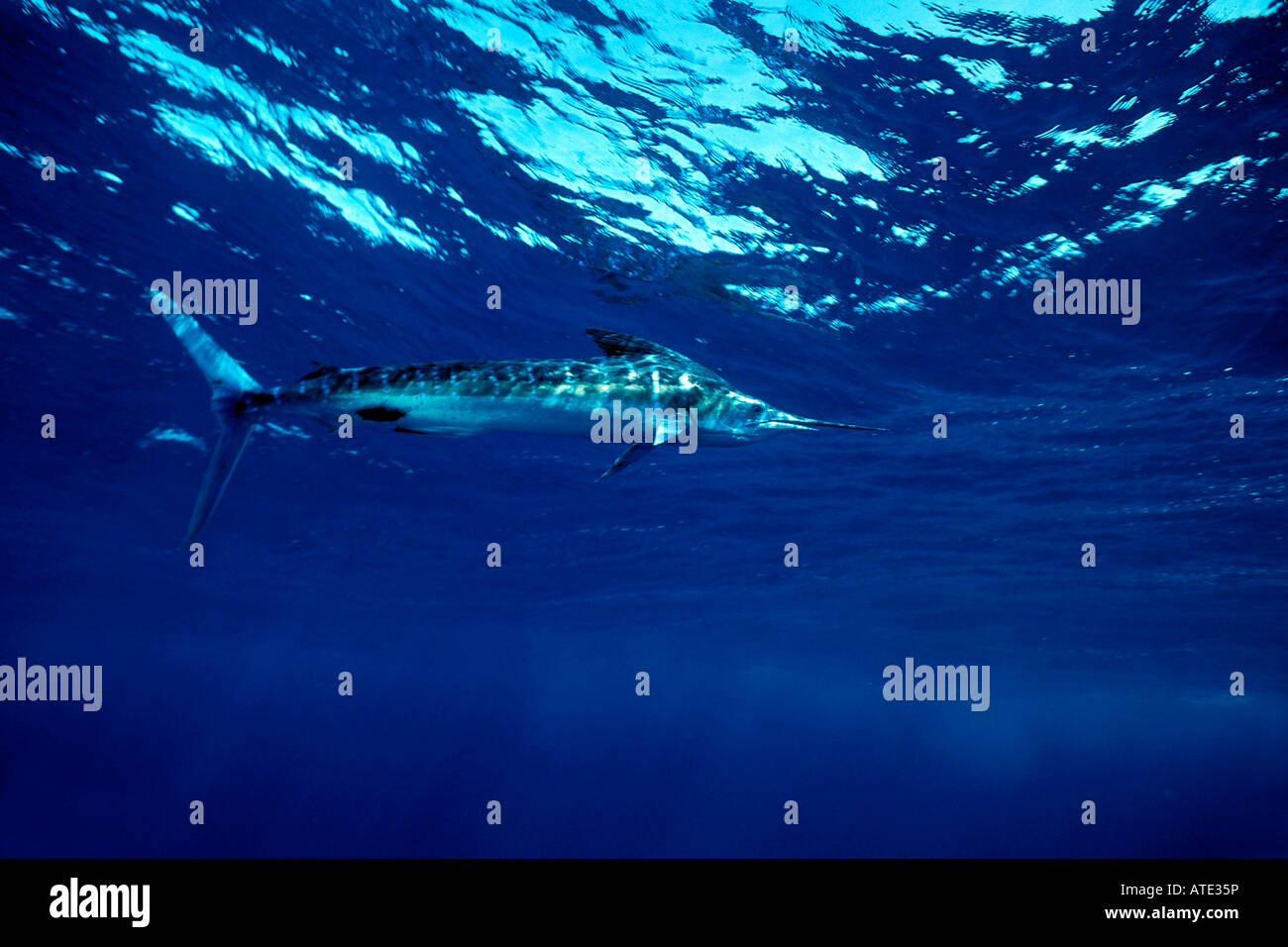 Striped marlin Tetrapturus audax Mexico Pacific Ocean Stock Photo - Alamy