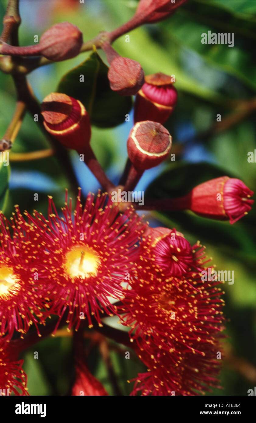 Swamp bloodwood tree australia hi-res stock photography and images - Alamy