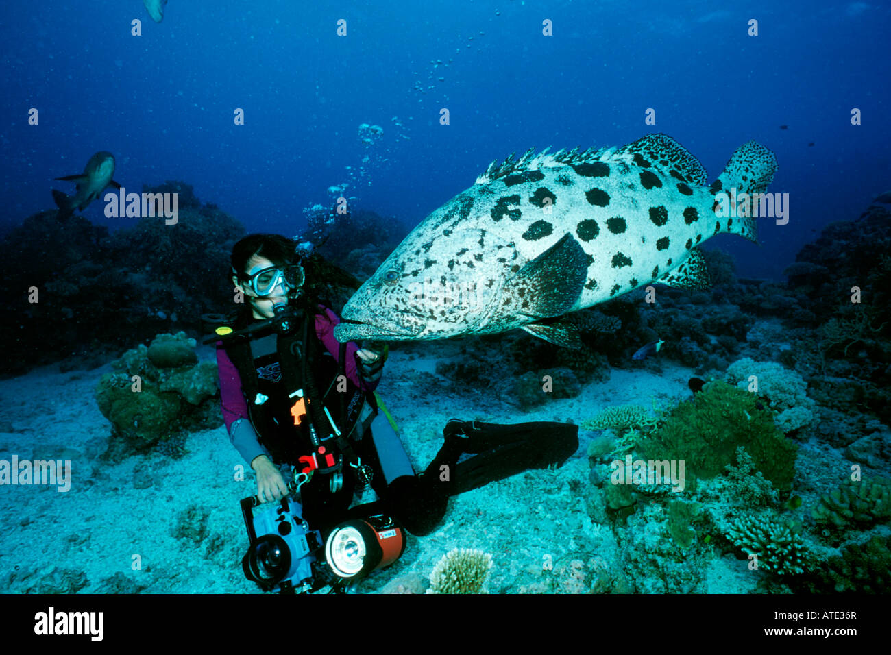 Potato cod Epinephelus tukula with diver Great Barrier reef Australia ...