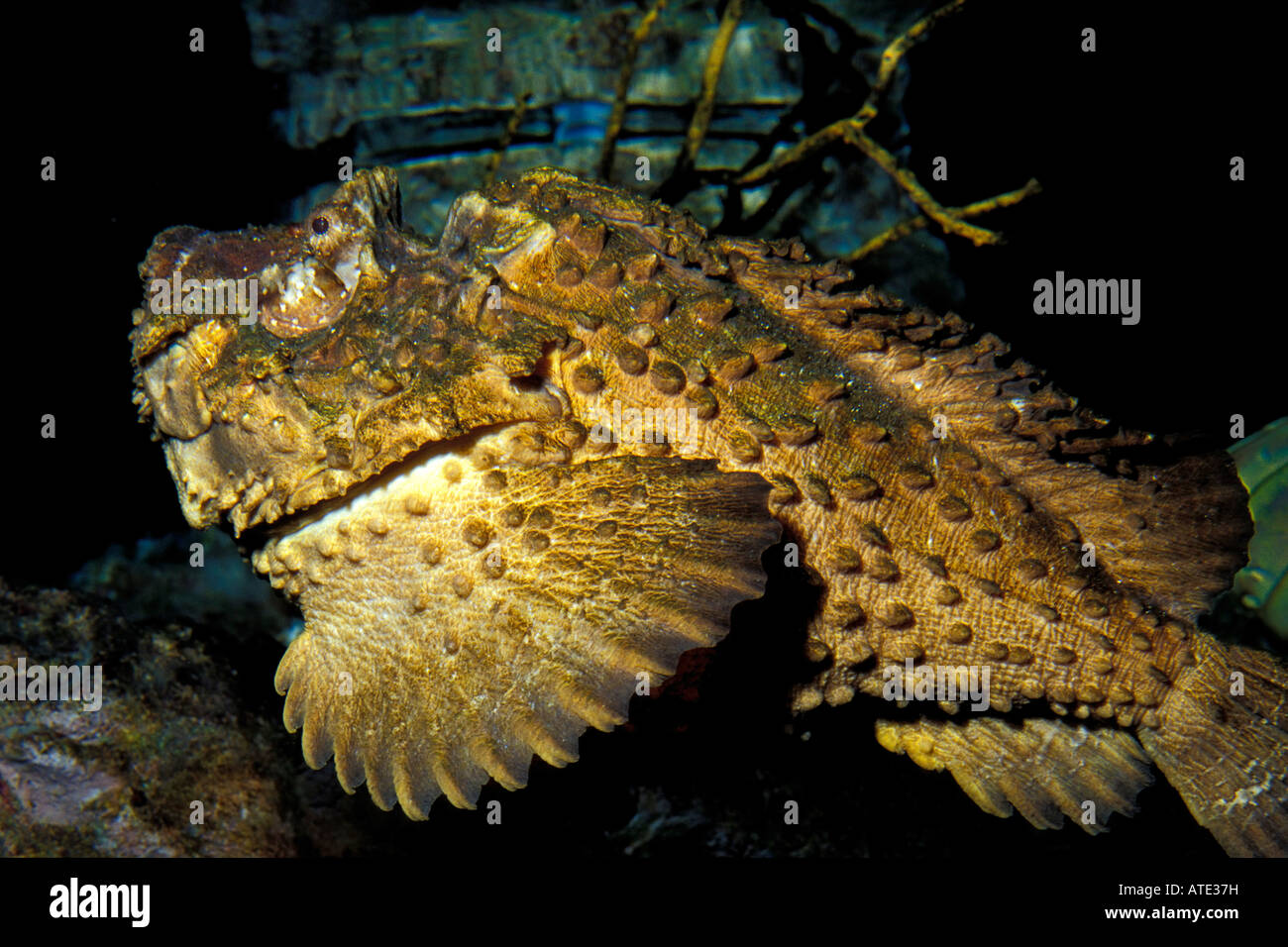 Reef stonefish Synanceia verrucosa Stock Photo - Alamy