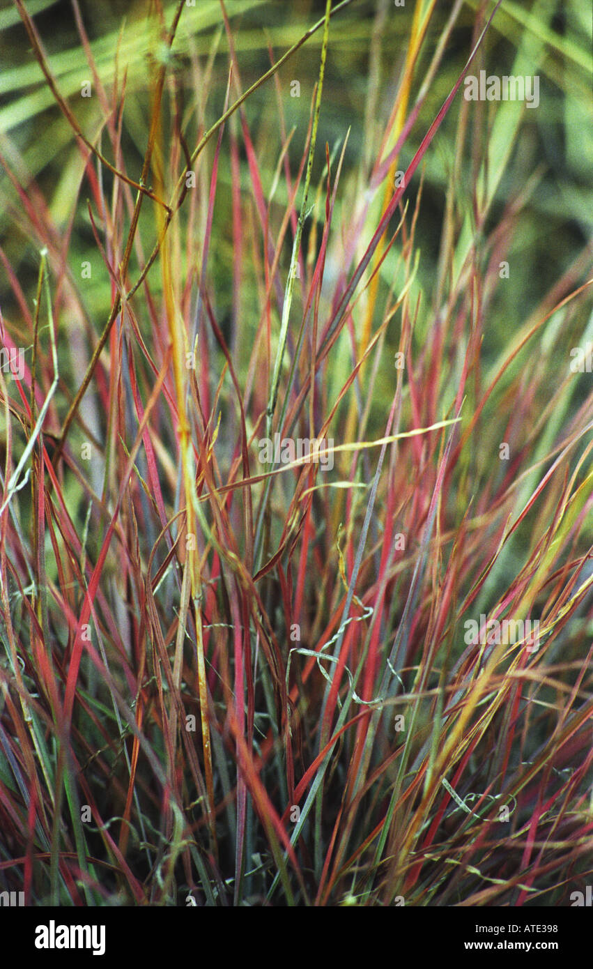 tufts of multicoloured native grasses Canberra Australia 3261 Stock ...
