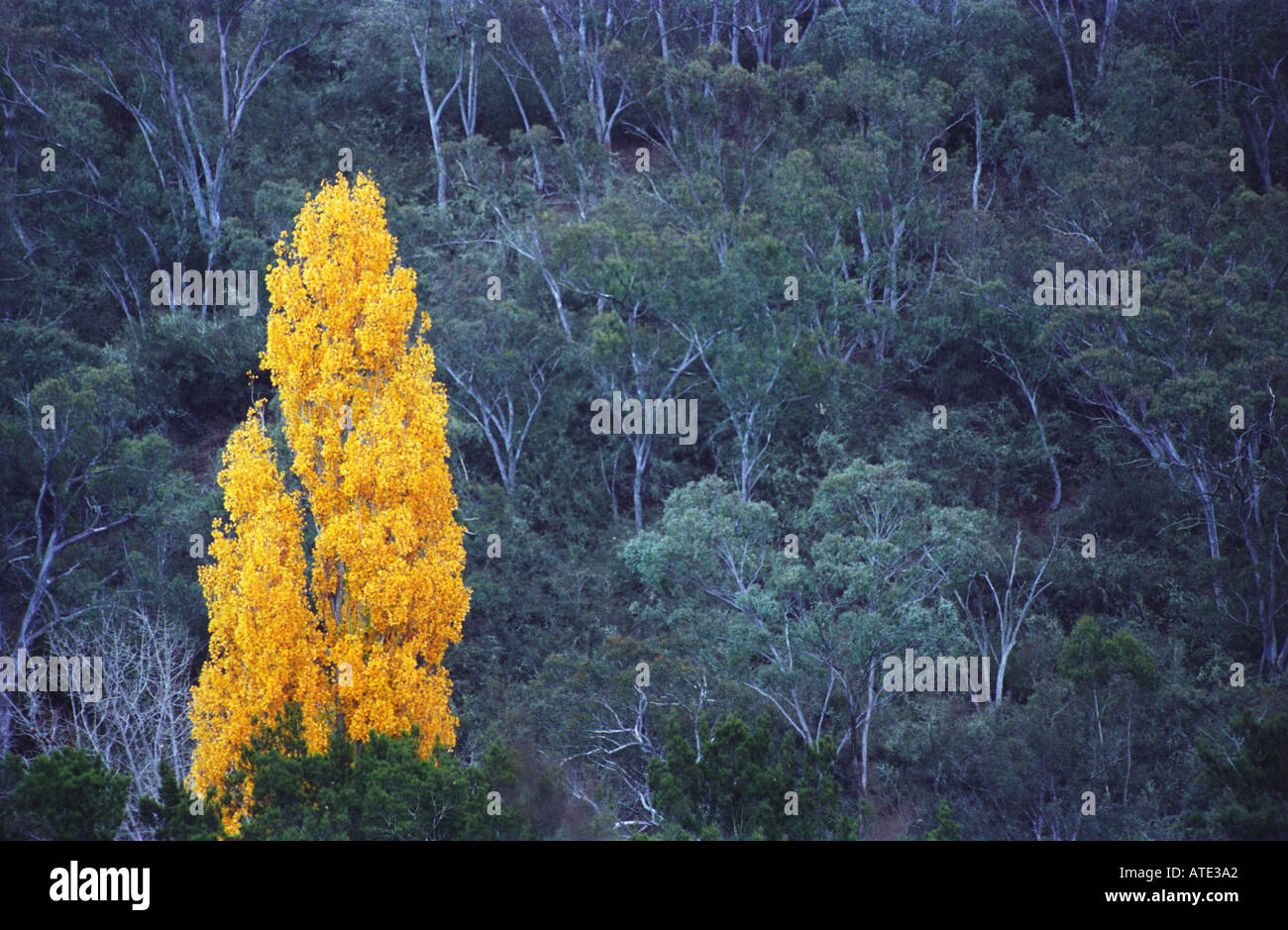 Populus Tremula tree in national forest Canberra Australia 3272 Stock ...
