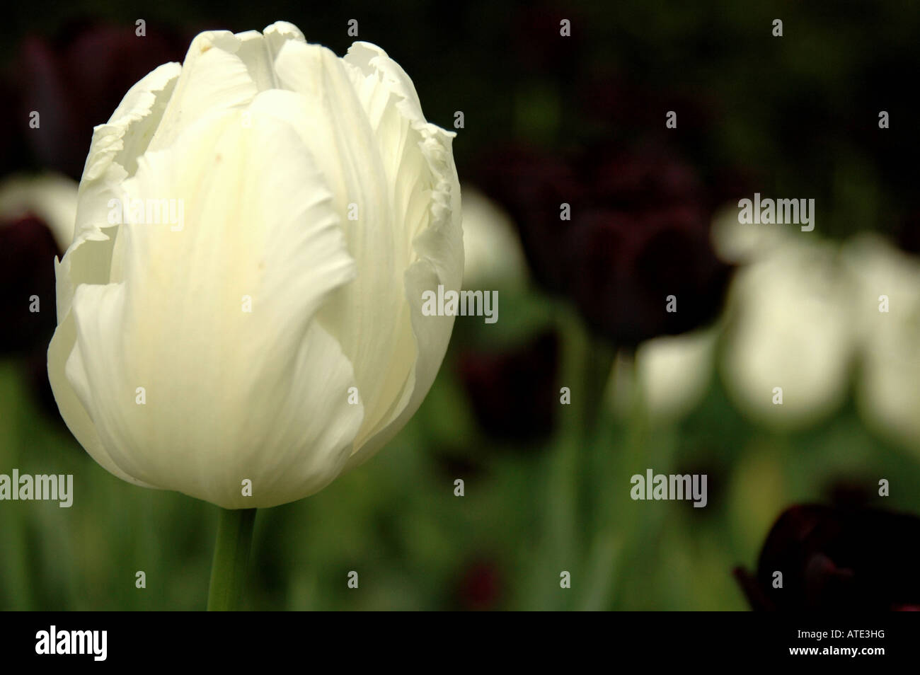 White curled tulip hi-res stock photography and images - Alamy