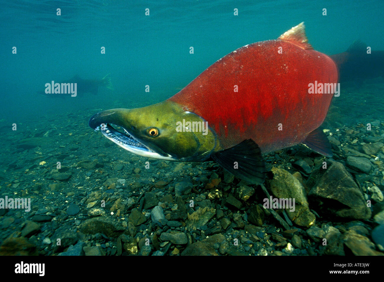 Sockeye or Red Salmon Oncorhynchus nerka Kodiak Island Alaska Stock ...