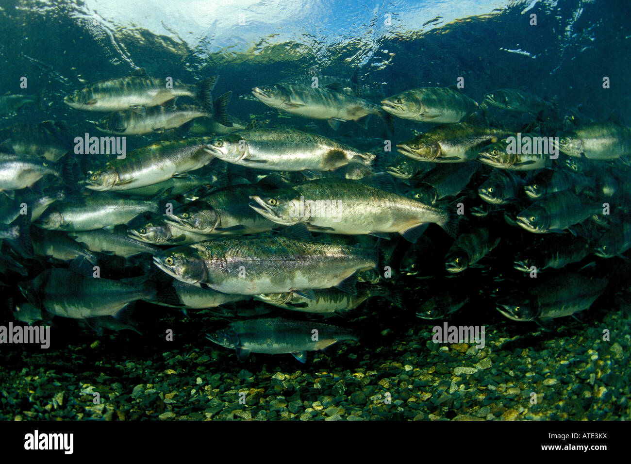 Pink or Humpback Salmon Oncorhynchus gorbuscha Kodiak Island Alaska ...