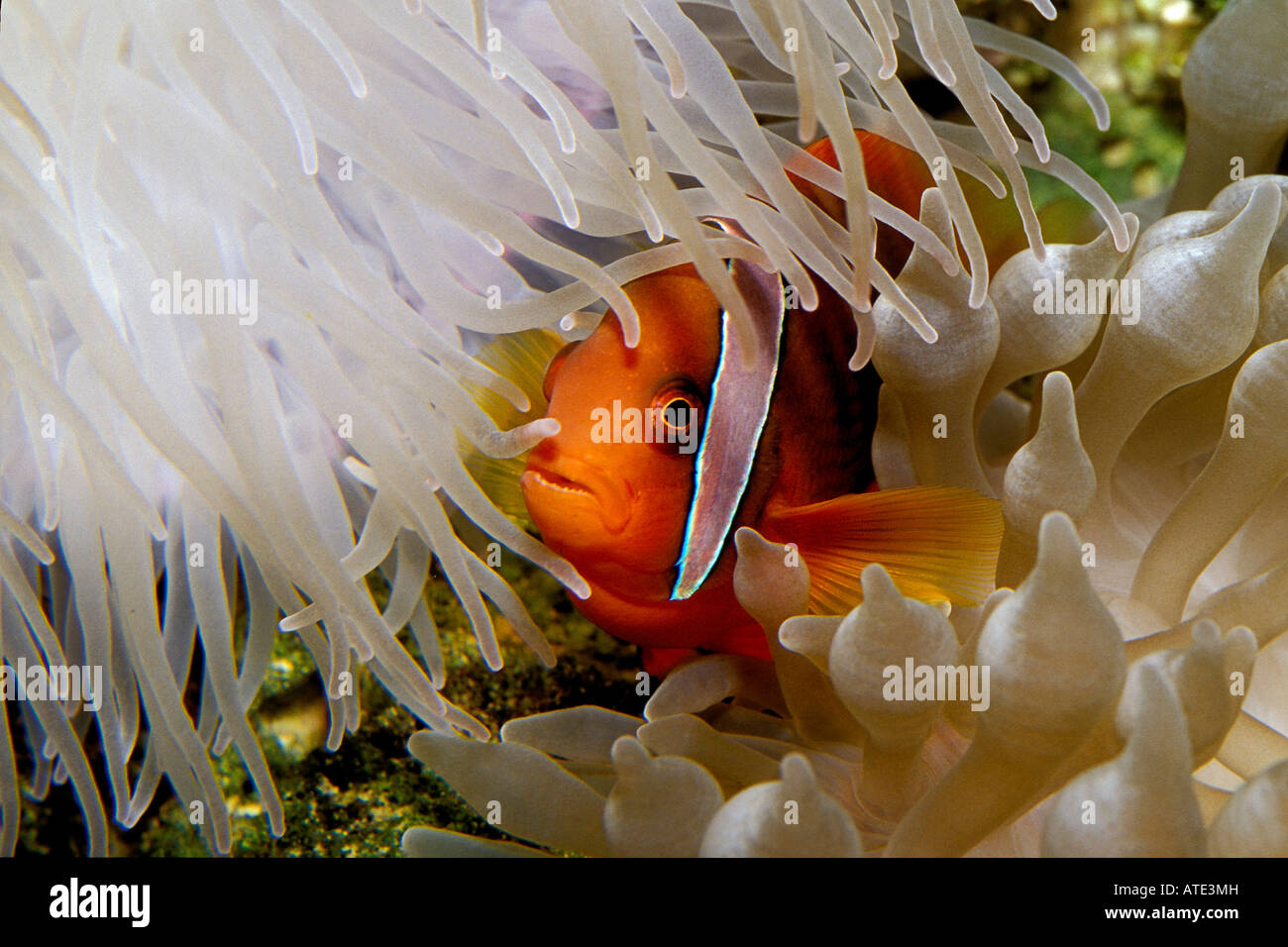 Tomato anemonefish Amphiprion frenatus Fiji Pacific Ocean Stock Photo ...
