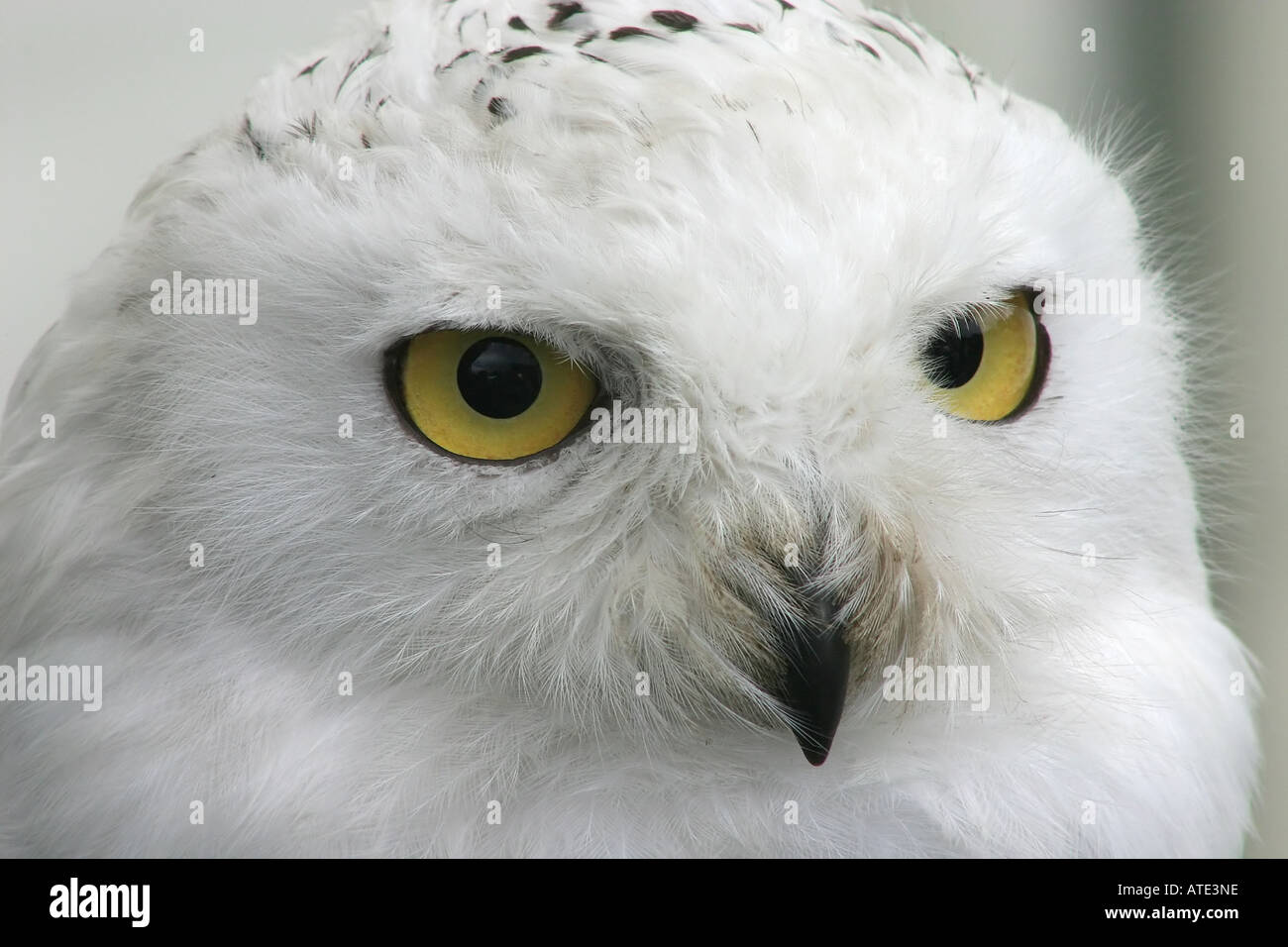 Snowy owl face hi-res stock photography and images - Alamy