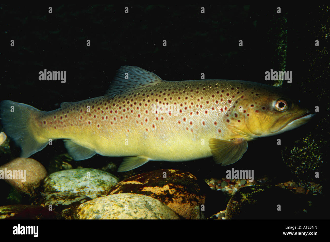 Salmo final hi-res stock photography and images - Alamy