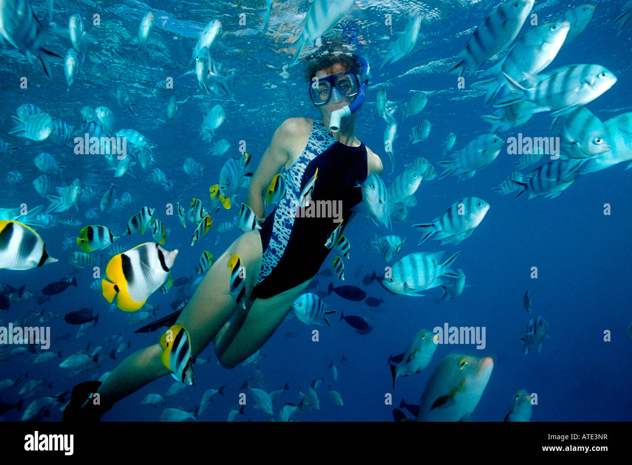 Snorkeling on a coral reef Fiji Pacific Ocean Stock Photo - Alamy