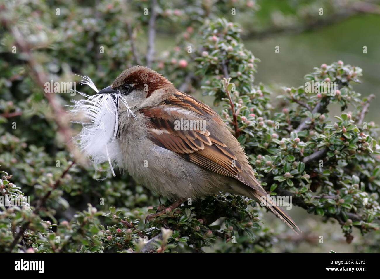 Sparrow Nest Building Stock Photos & Sparrow Nest Building Stock Images ...