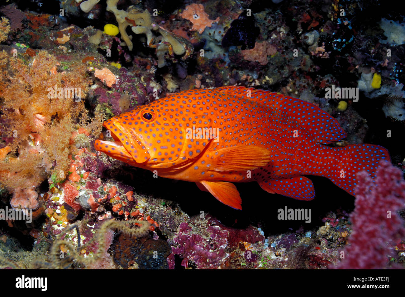 Coral cod Cephalopholis miniata Fiji Pacific Ocean Stock Photo - Alamy