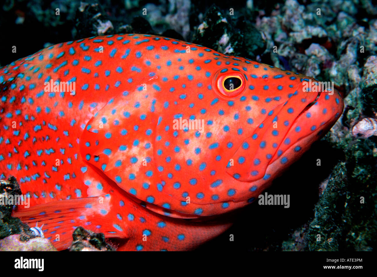 Coral cod Cephalopholis miniata Fiji Pacific Ocean Stock Photo - Alamy
