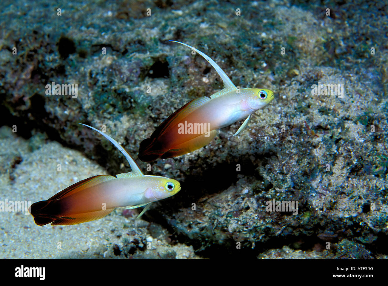 Dartfish Stock Photos & Dartfish Stock Images - Alamy