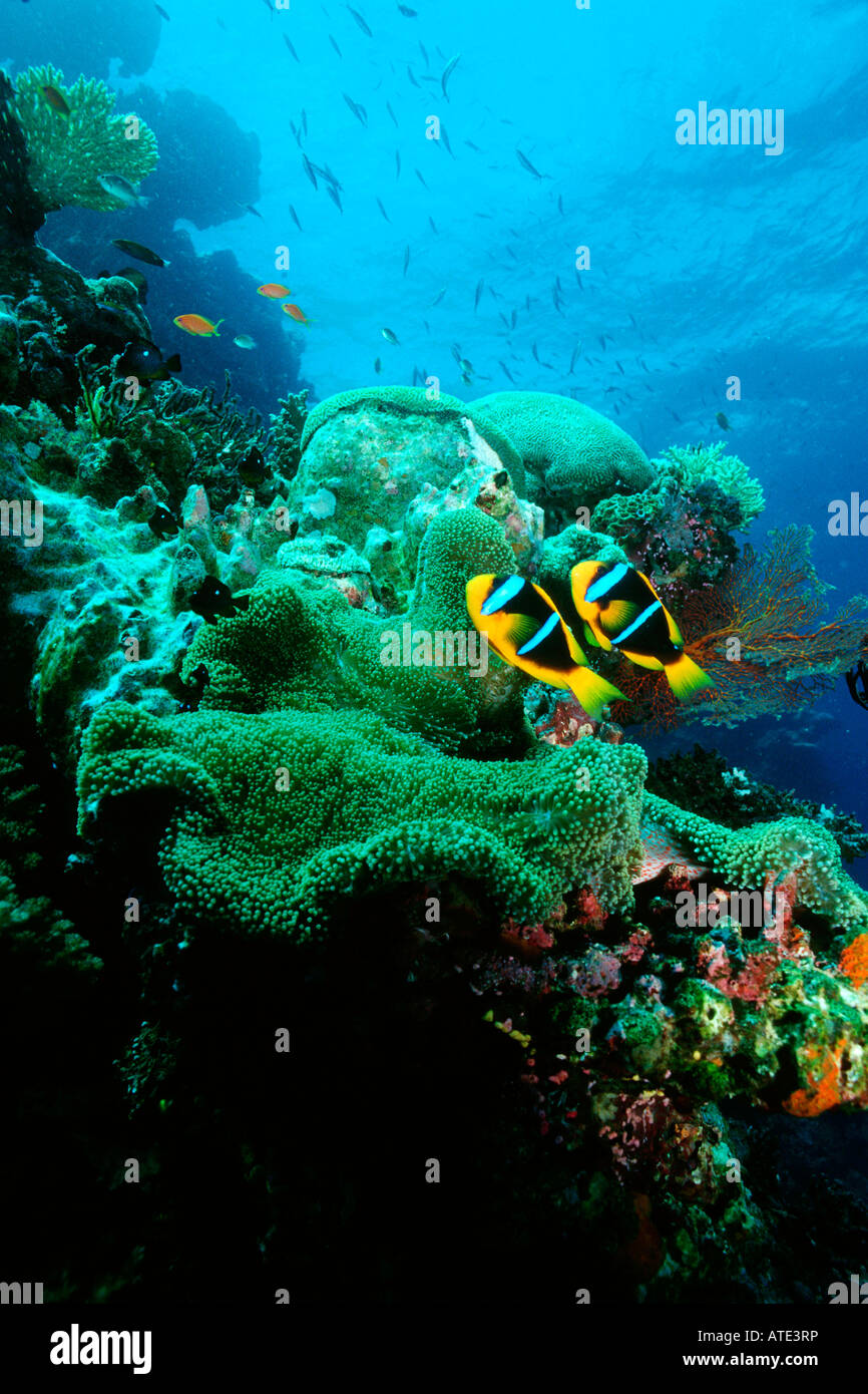 Orange fin anemonefish Amphiprion chrysopterus Fiji Pacific Ocean Stock ...