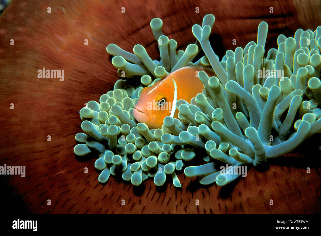 Fiji Fish Pink High Resolution Stock Photography and Images - Alamy