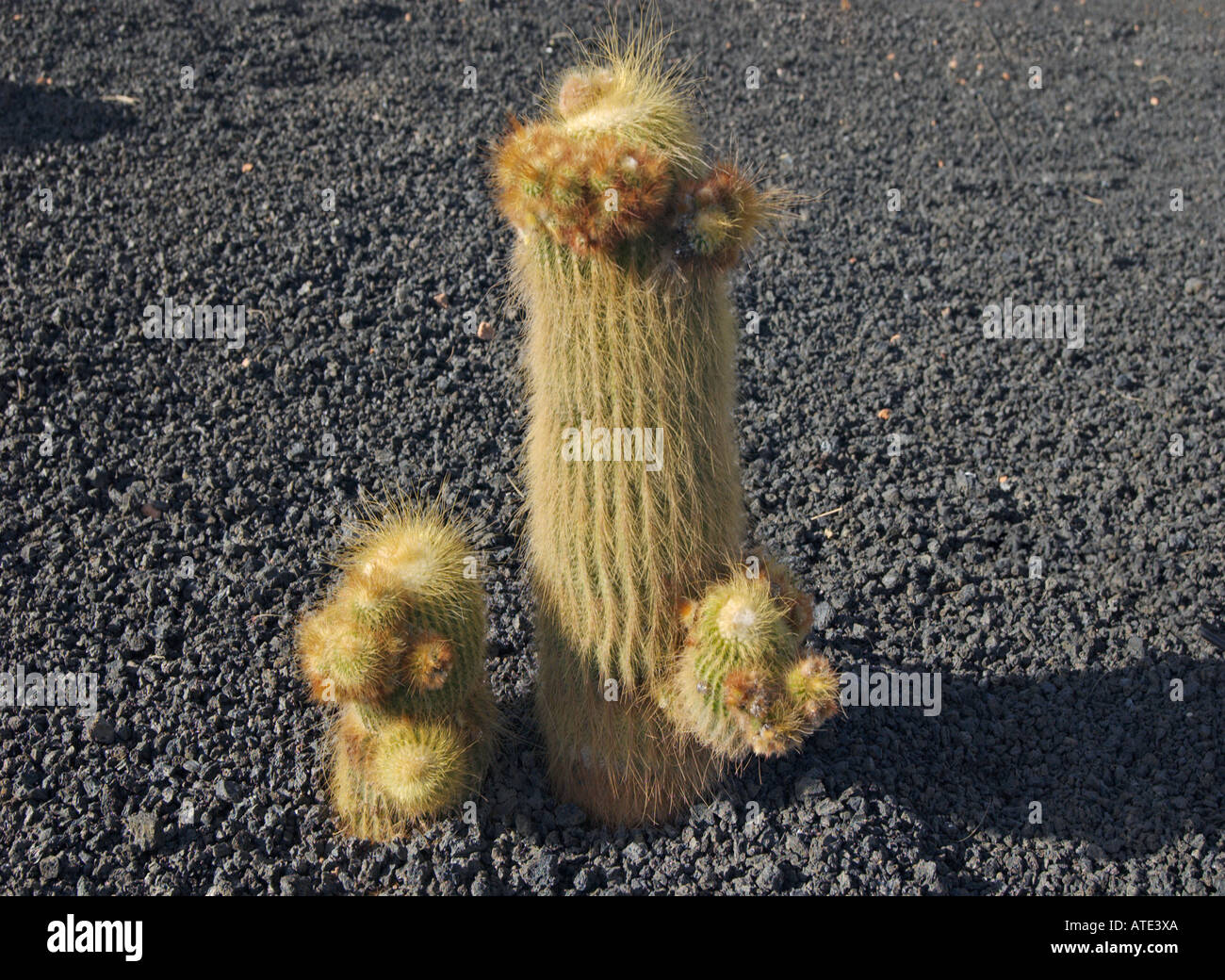 Cactus growing in the sunshine in Puerto Calero,Lanzarote Stock Photo ...