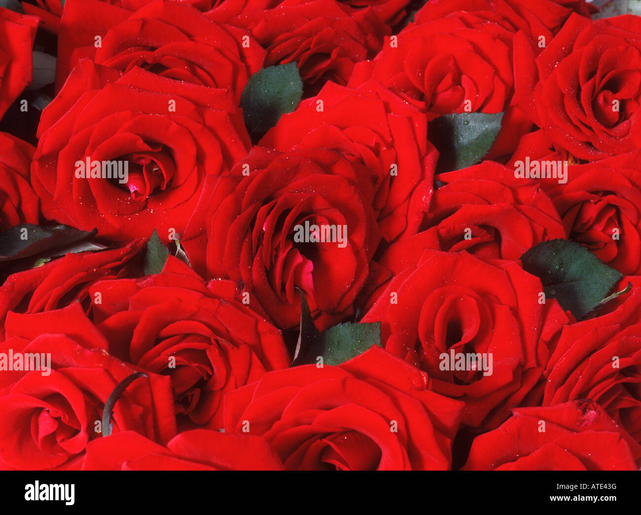 Bed of red roses Stock Photo - Alamy