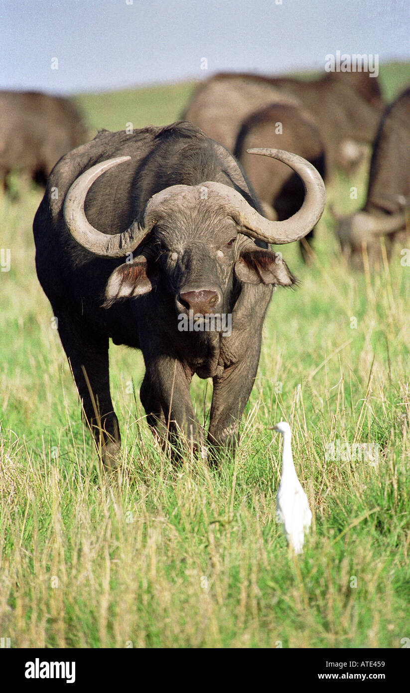 In kenyas hi-res stock photography and images - Alamy