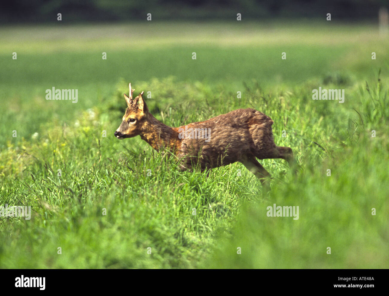 Roe deer in the fern hi-res stock photography and images - Alamy